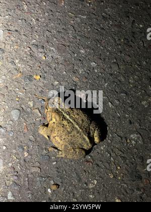 American Toad (Anaxyrus americanus) Amphibia Stock Photo - Alamy