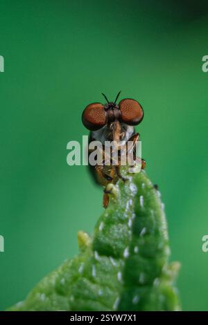 Gnat Ogres (Holcocephala), Insecta, Maryland, US, That little blue fly ...
