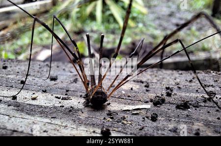 (Forsteropsalis), Arachnida, Ngunguru 0173, New Zealand Stock Photo - Alamy
