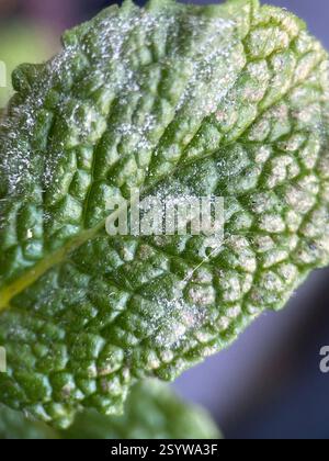 (Golovinomyces monardae), Fungi, California, US, Powdery mildew on my ...