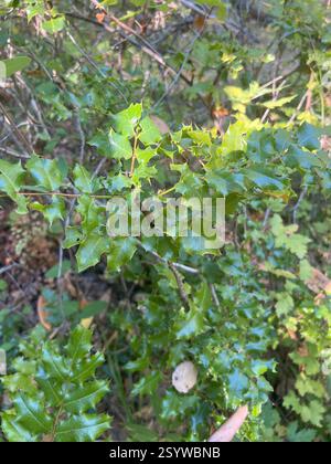 (Berberis pinnata pinnata), Plantae, California, US Stock Photo - Alamy