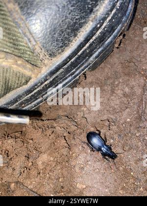 (Pterostichinae), Insecta, Vansda National Park, Tapi, GJ, IN Stock ...