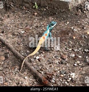 Myanmar Blue Crested Lizard (Calotes mystaceus), Reptilia, Thein Phyu ...