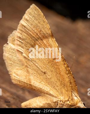 (Ennominae), Insecta, La Plata County, CO, USA Stock Photo - Alamy