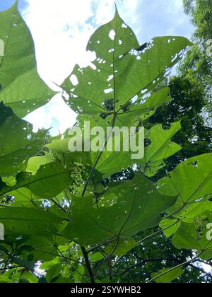 Ghost tree (Sterculia urens), Plantae, Vansda National Park, Tapi, GJ ...