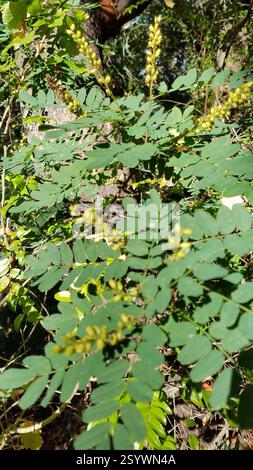 California False Indigo (Amorpha californica) Plantae Stock Photo - Alamy