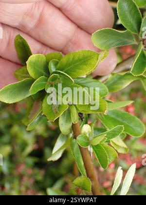 Firethorn (Pyracantha coccinea), Plantae, Cosham, Portsmouth, UK ...