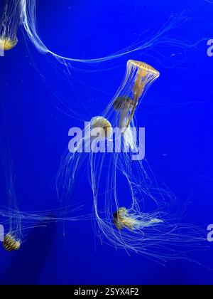 Long group of fish in sea underwater Stock Photo - Alamy
