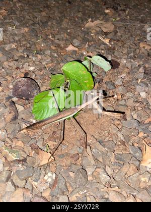 (Deiphobe), Insecta, Dolvan, Tapi, GJ, IN Stock Photo - Alamy