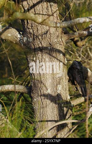 Swamp sheoak (Casuarina glauca), Plantae, Victoria Point, Queensland ...