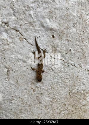 House Geckos (Hemidactylus), Reptilia, Dolvan, Tapi, GJ, IN Stock Photo ...
