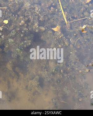 coontail (Ceratophyllum demersum), Plantae, Powiat elbląski, Polska ...