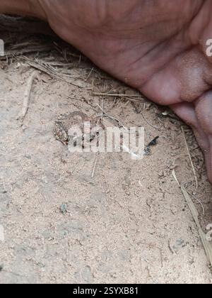 Arizona Toad (Anaxyrus microscaphus) Amphibia Stock Photo - Alamy
