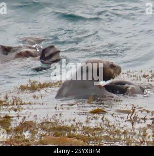 Sea urchins seen on the rocks in the water on the beach in Datca ...