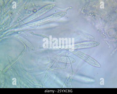 redleg jellybelly (Cudonia circinans), Fungi, Bondoraszó, Románia Stock ...