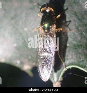 (Sargus), Insecta, BR2, UK Stock Photo - Alamy