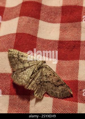 Scotch Annulet (Gnophos obfuscata) Insecta Stock Photo - Alamy