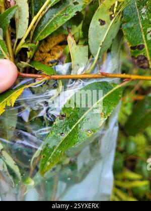 Autumn Willow (Salix serissima Stock Photo - Alamy
