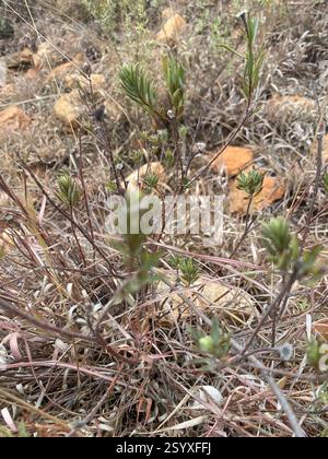 Poison Curryflower (Lasiosiphon afer), Plantae, uThukela District ...