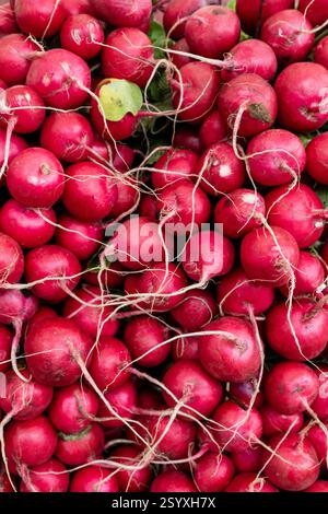 Bunch of radishes. Freshly harvested, purple colorful radish. Growing ...