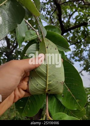 Kindal Tree (Terminalia paniculata), Plantae, Krishnagiri, IN-AP, IN ...
