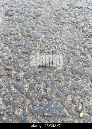 (Gonypetini), Insecta, Vansda National Park, Tapi, GJ, IN Stock Photo ...