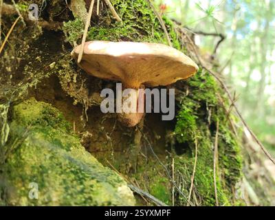 Painted Suillus (Suillus spraguei), Fungi, Hale Lake Stock Photo - Alamy