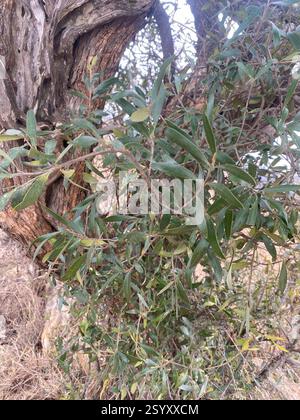 African Olive (Olea europaea africana Stock Photo - Alamy