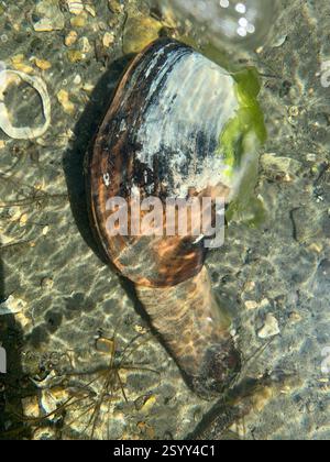 Fat Gaper (Tresus capax), Mollusca, Craig Bay, BC, CA Stock Photo - Alamy