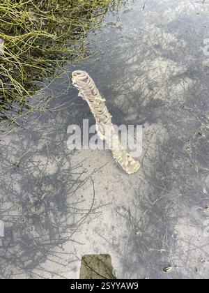 River Eels (Anguilla), Actinopterygii, Te Waipounamu/South Island ...
