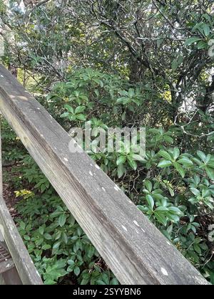 mountain laurel (Kalmia latifolia), Plantae, Fort Mountain State Park ...