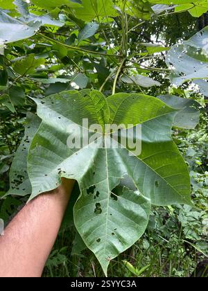 Ghost tree (Sterculia urens), Plantae, Vansda National Park, Tapi, GJ ...