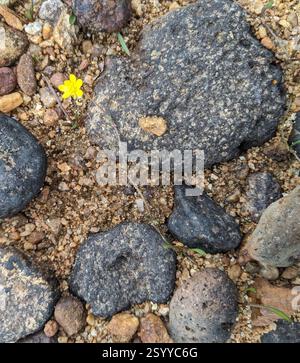 Creeping Spearwort (Ranunculus reptans), Plantae, Лахденпохский р-н ...