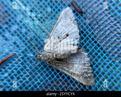 (Ennominae), Insecta, California, US Stock Photo - Alamy
