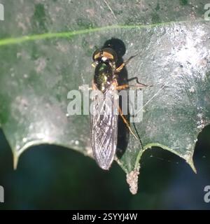 (Sargus), Insecta, BR2, UK Stock Photo - Alamy