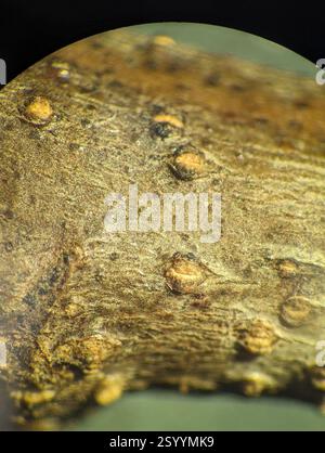 (Botryosphaeria), Fungi, Rice Hall, Ithaca, NY 14853, USA, On oak Stock ...