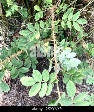 pine rose (Rosa pinetorum), Plantae, California, US, A petite Pine Rose ...