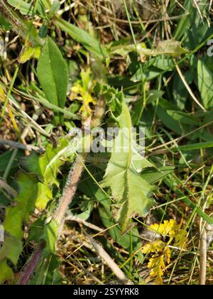 Plume Thistles (Cirsium), Plantae, Oregon, US Stock Photo - Alamy