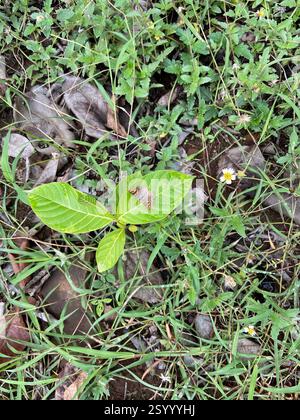 Common Silverline (Cigaritis vulcanus), Insecta, Dolvan, Tapi, GJ, IN ...