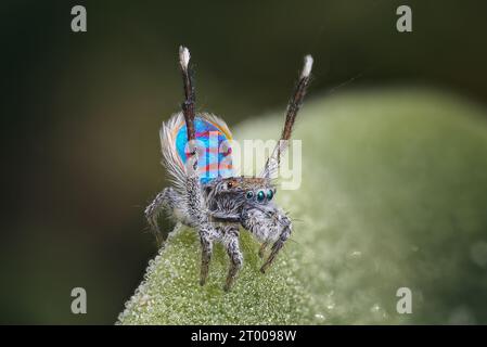 A male Peacock spider (Maratus speciosus - the coastal Peacock spider ...