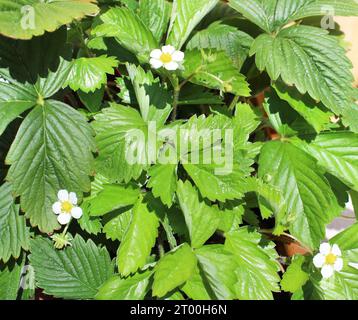 Strawberry flowers in the garden. Garden hobby Stock Photo - Alamy