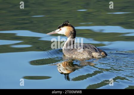 specimen of great crested grebe swims in a little lake, podiceps ...