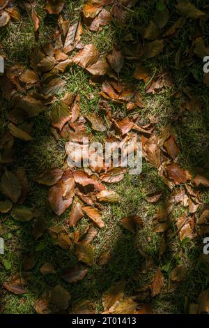 Dead Beech tree Fagus sylvatic leaves lying on the ground in dappled ...