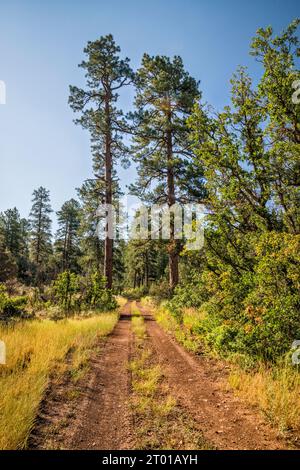 An unpaved narrow road going by the trees and plants along river banks ...
