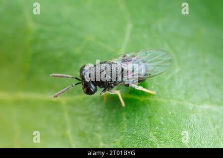 Perilampid Wasp (Perilampus prothoracicus Stock Photo - Alamy