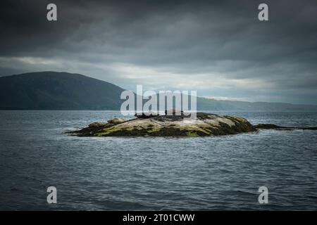 Common seals basking on skerries, Loch na Cuilce, Isle of Skye ...