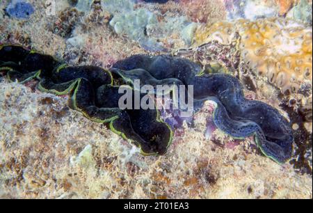 Boring clams (Tridacna crocea) buried in reef rock. Photo from shallow ...