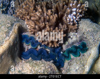 Boring clams (Tridacna crocea) buried in reef rock. Photo from shallow ...