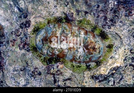 West Indian fuzzy chiton (Acvanthopleura grannulata) from Puerto Rico ...
