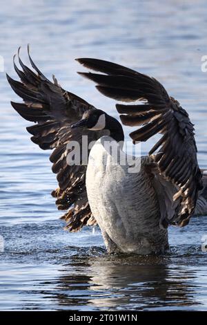 Canada goose performing its preening ritual with wing and body ...